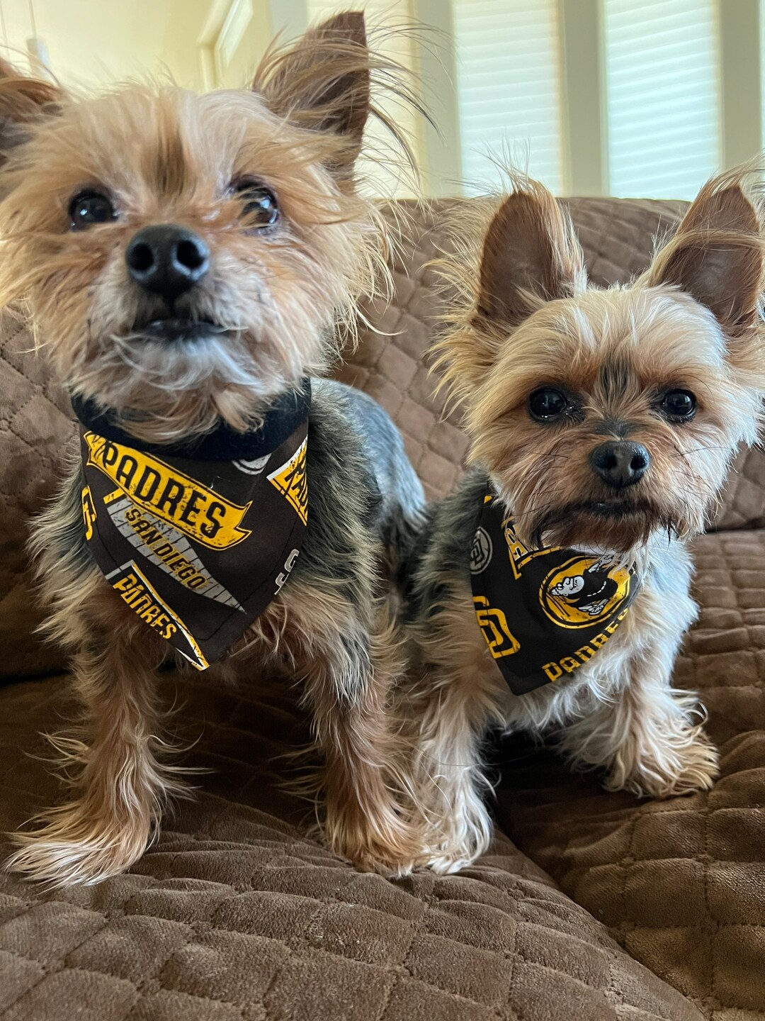 San Diego Padres Dog Bandana Adjustable Collar Dog Bandana Pet Bandana ...