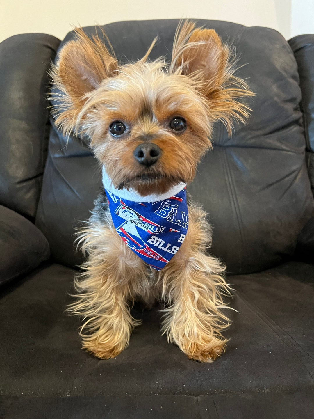 Buffalo Bills Dog Bandana- Adjustable Collar - Dog Bandana - Pet ...
