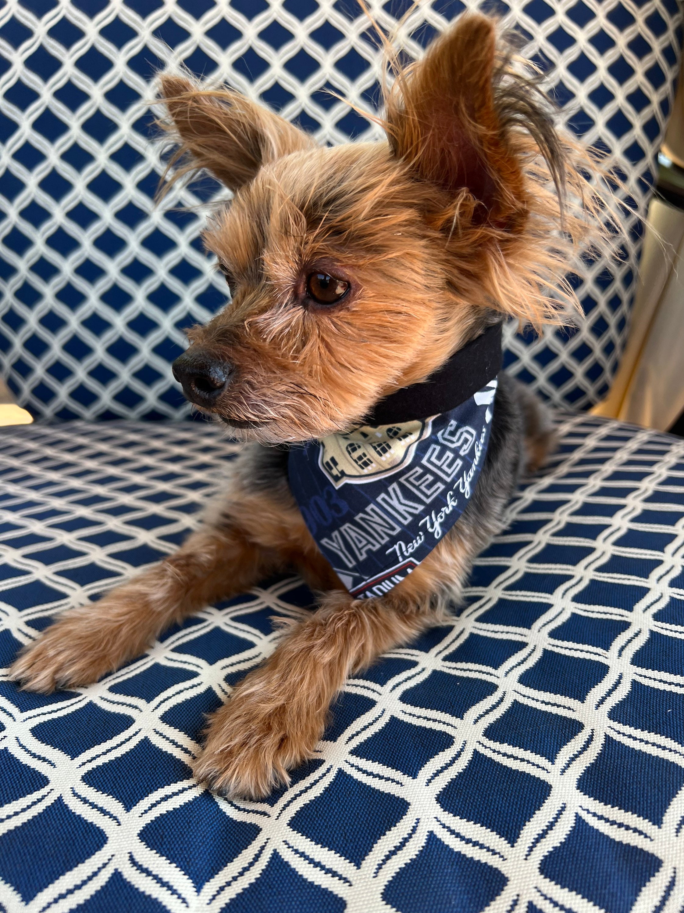 New York Yankees Dog Bandana - Adjustable Collar - Dog Bandana ...