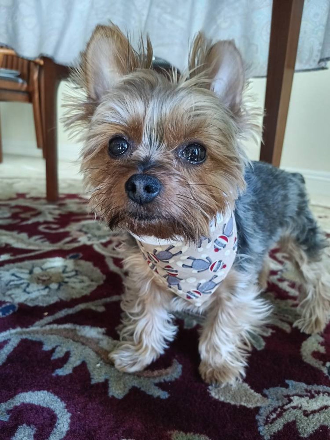 Monkey Bandana - Pet Bandana - Adjustable Collar - Dog Bandana ...