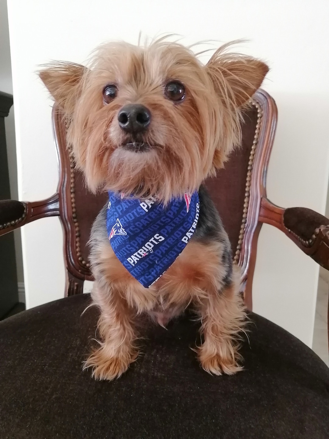 New England Patriots Bandana - NFL Bandana - Football Bandana ...