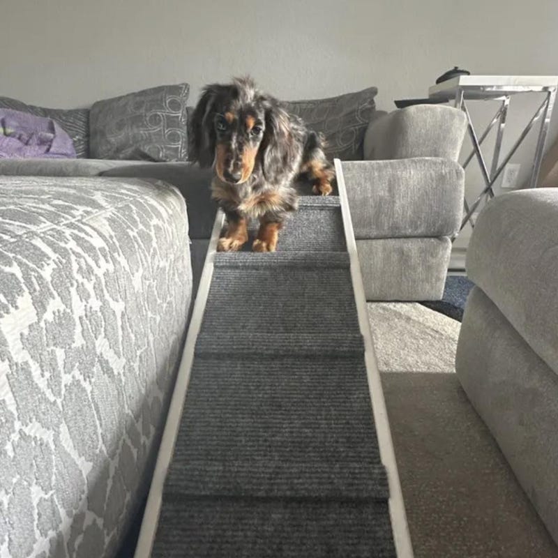 Dog Safety Ramps - Etsy