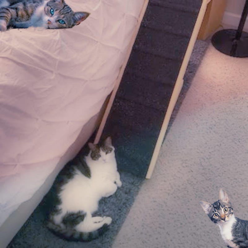 Cat Ramp Adjustable - Etsy