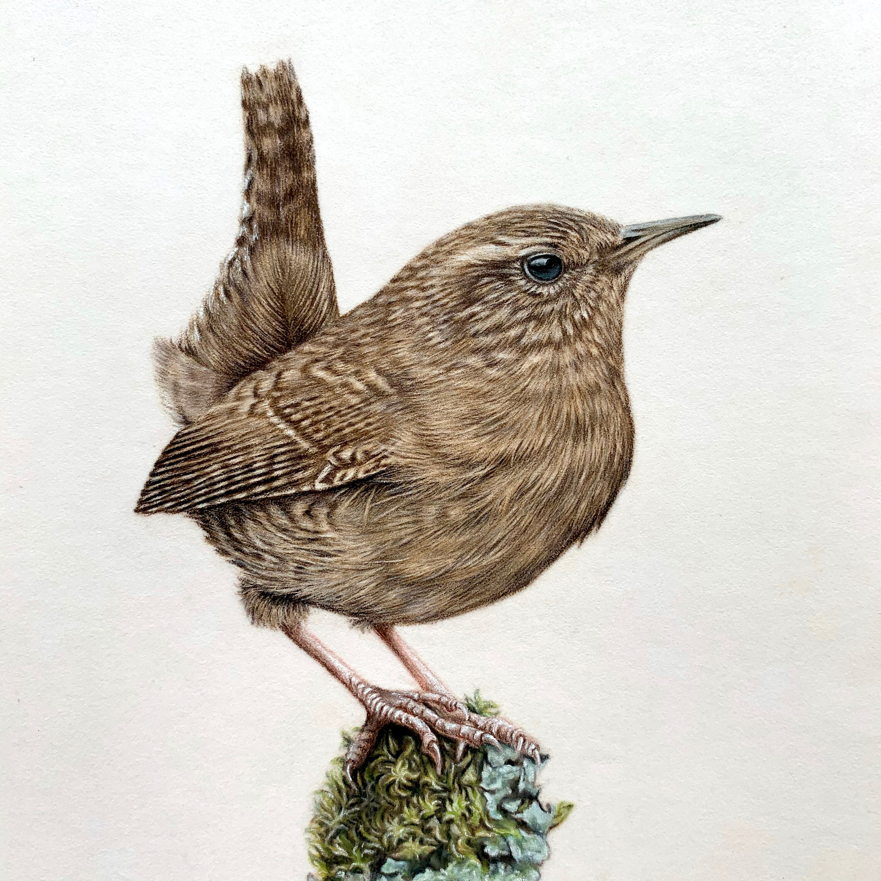 WREN Mounted PRINT, British Wildlife, British Wren, Wren, Wren Artwork ...