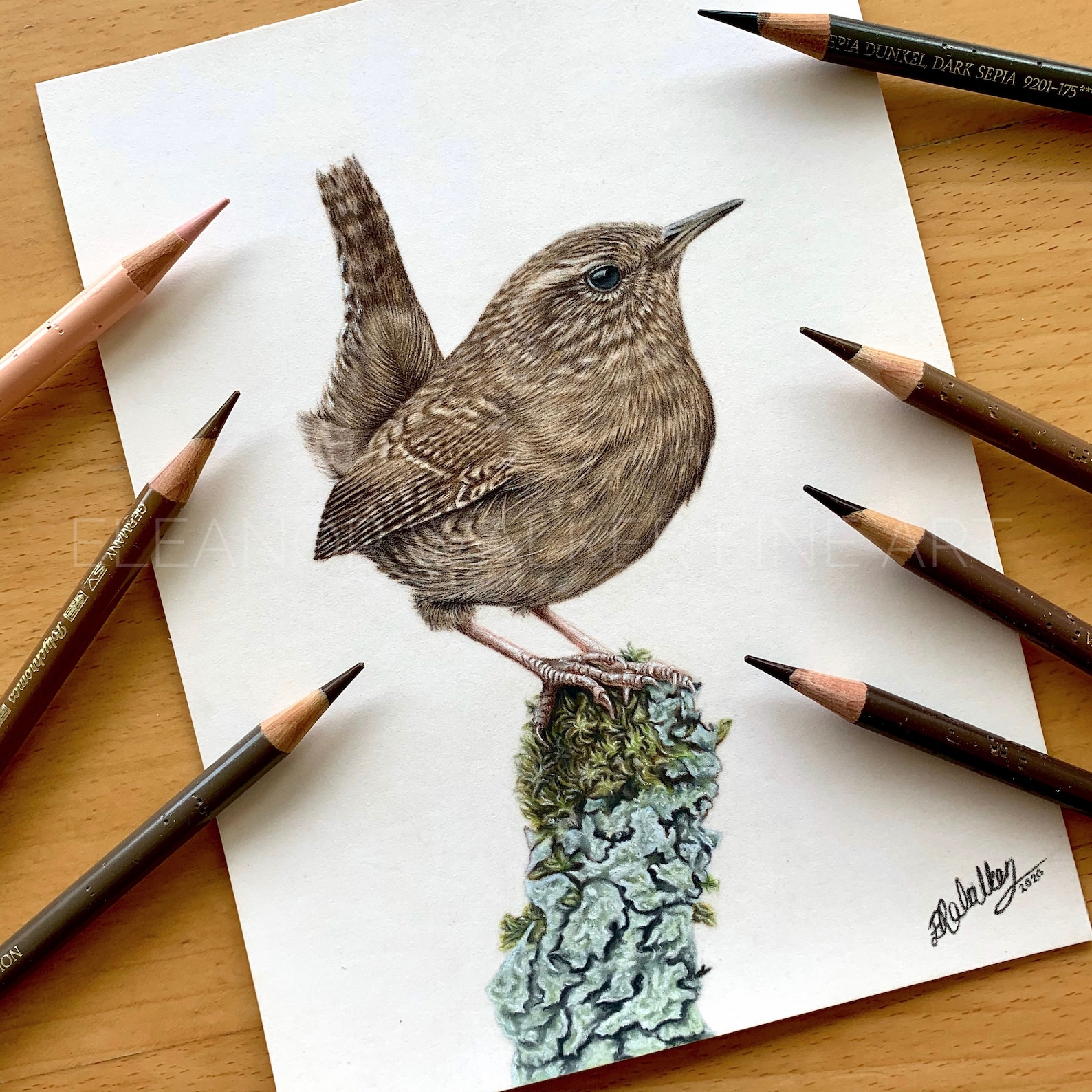 WREN Mounted PRINT British Wildlife British Wren Wren Wren - Etsy