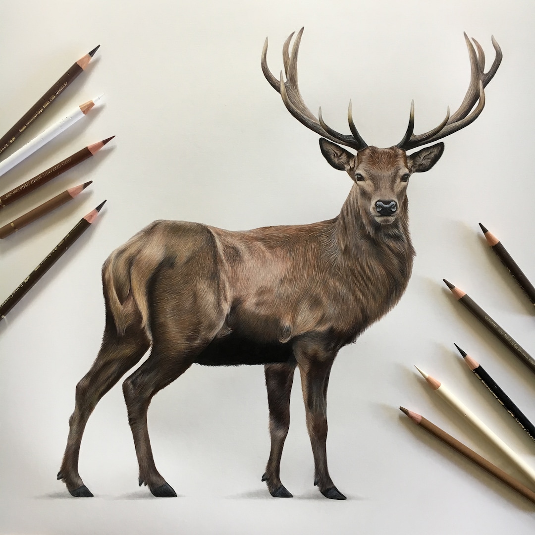 Red STAG Mounted ART PRINT, Stag Print, Deer Art Print, Stag Drawing ...