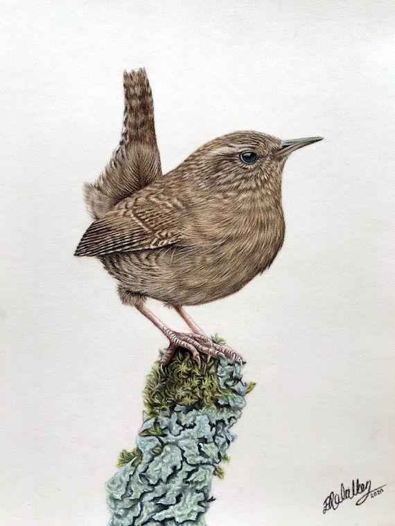 WREN Mounted PRINT British Wildlife British Wren Wren Wren | Etsy