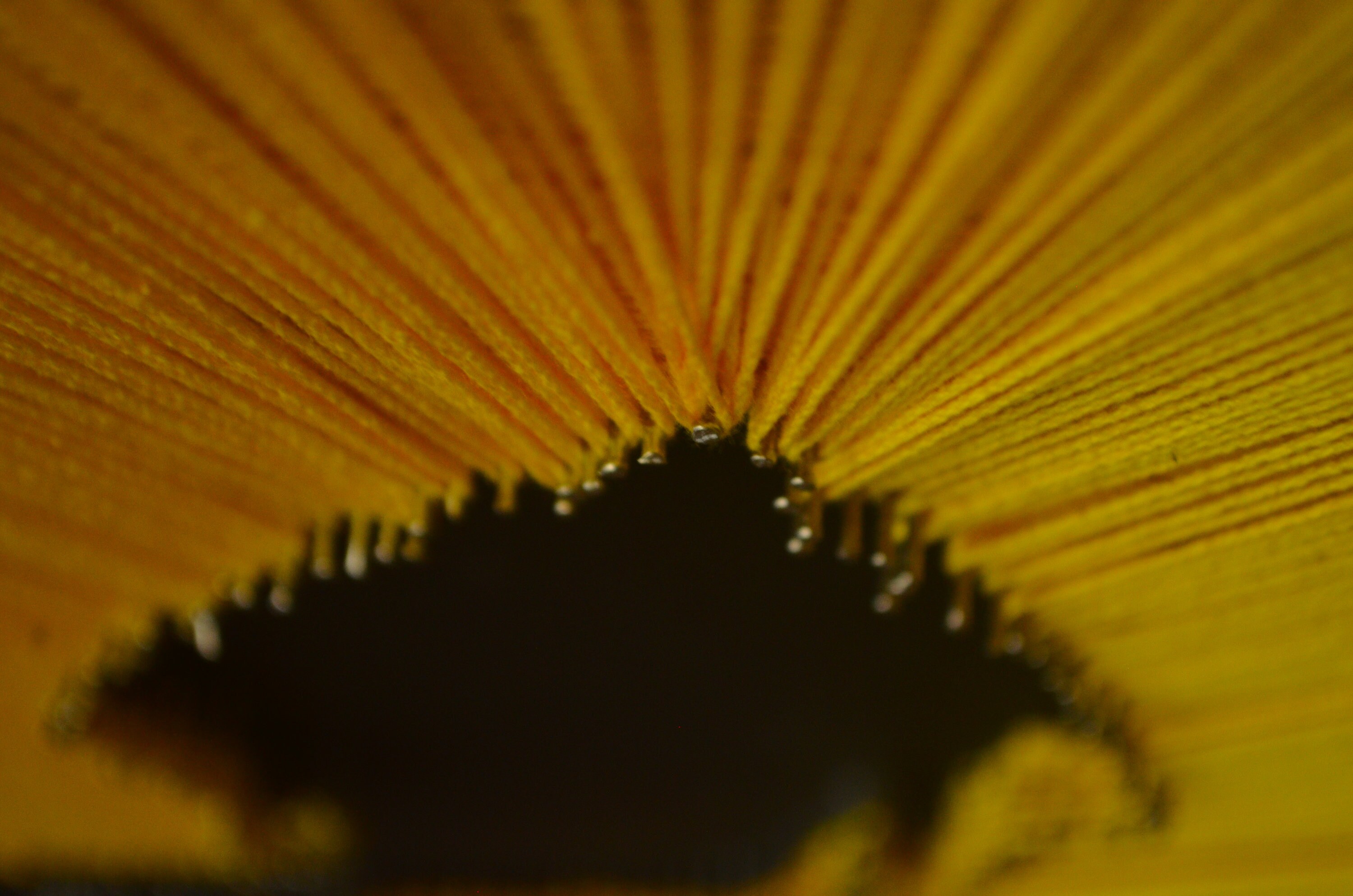 Buddha - String Art for Home and Office Decor. - Etsy