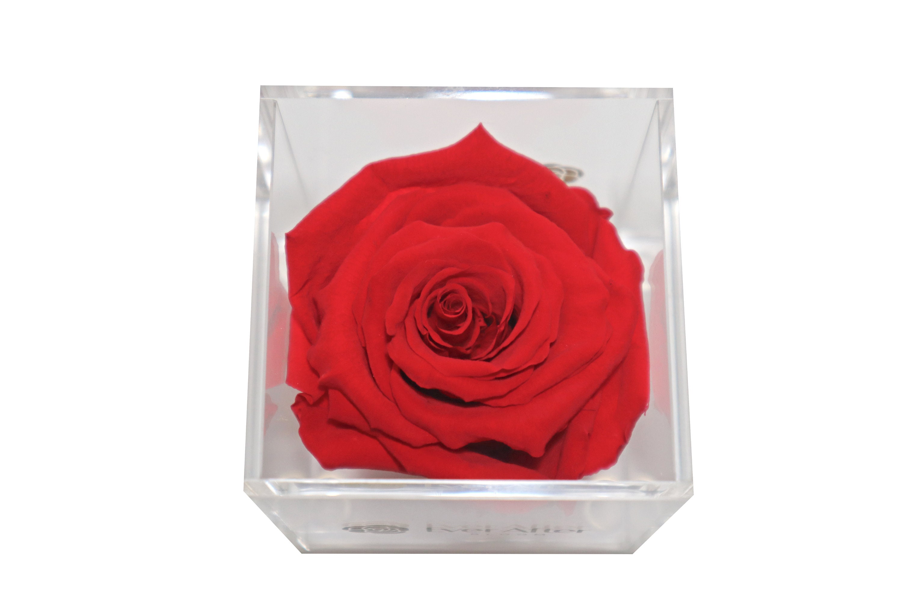 Ever After Bloom Classic Rose Preserved to Last 1 Year | Etsy