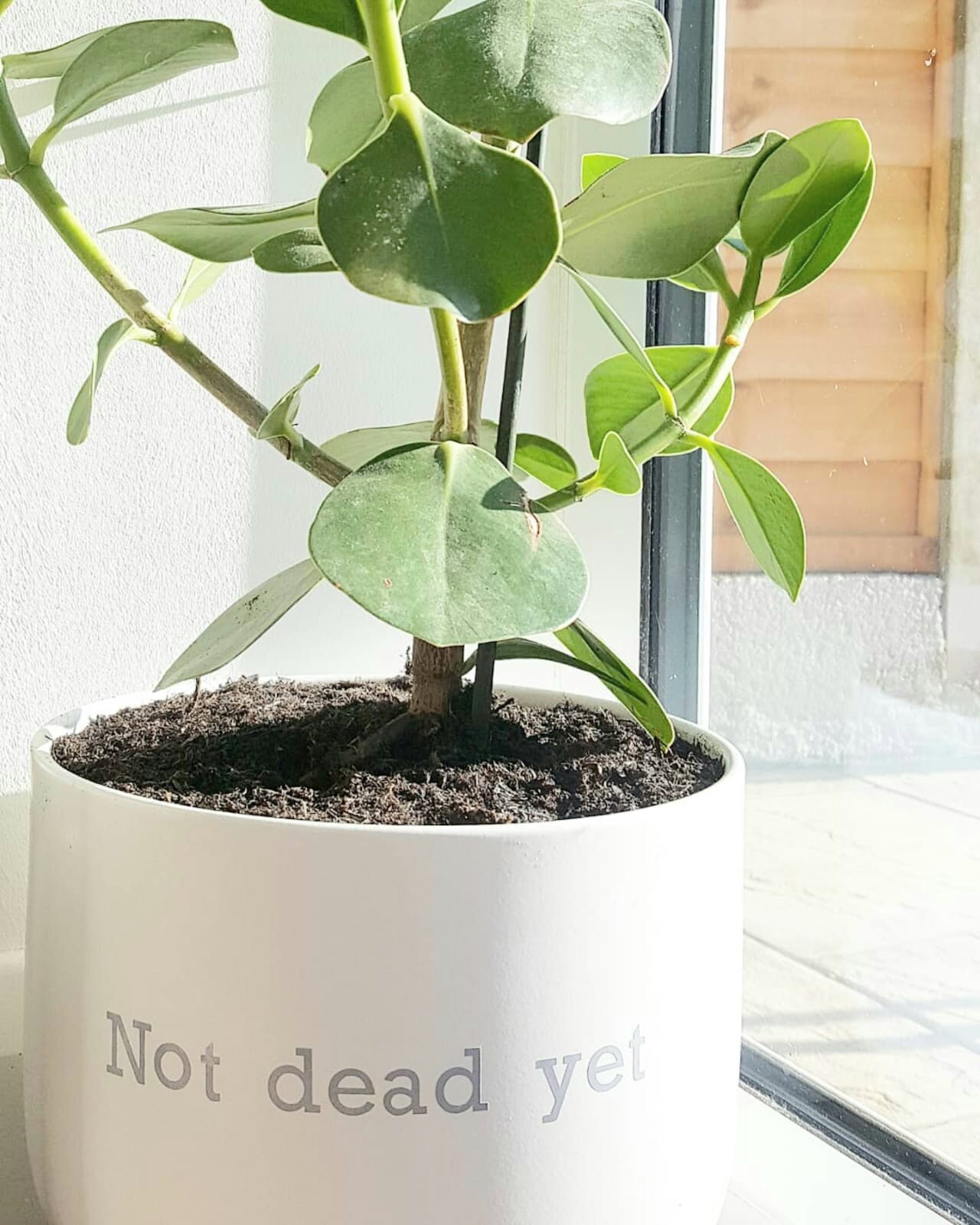 Label Maker Plant Pot Labels Stickers Quote Vinyl - Etsy