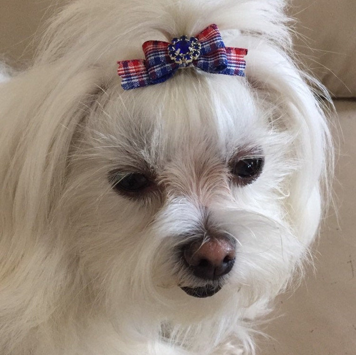 Petite Dog Bows, Small Dog Hair Bows, Pigtail Dog Bows, Bows for ...