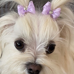 Petite Dog Bows,small Dog Bows,pigtail Bows for Dogs,bows for Maltese ...