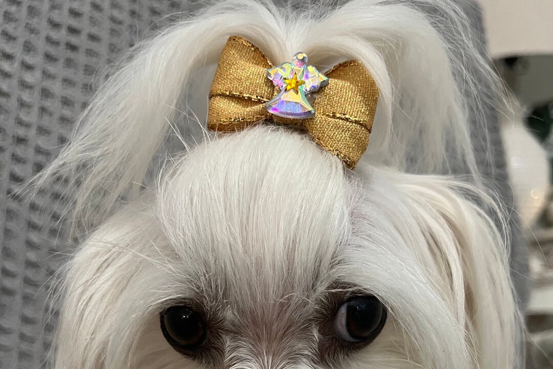 Angel Bow for Small / Medium Dogs,petite Dog Bows,pigtail Dog Bows,bows ...