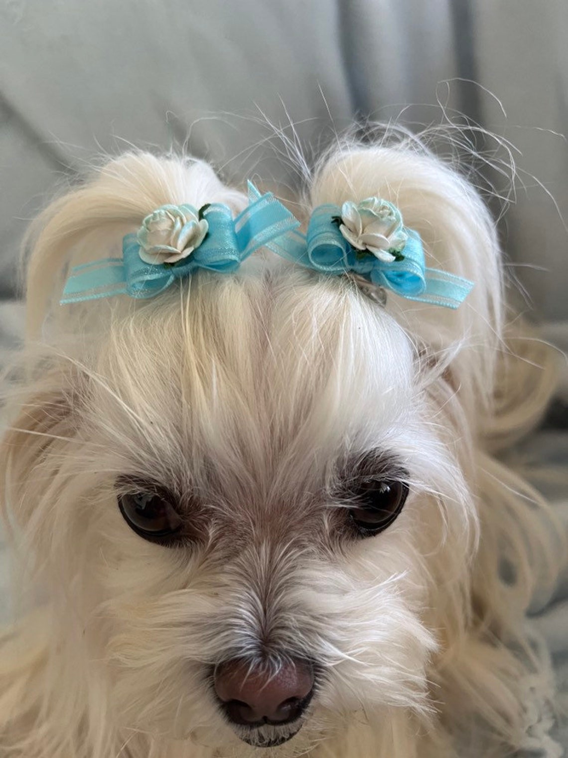 Petite Dog Bows,small Dog Hair Bows,pigtail Bows for Dogs,bows for ...