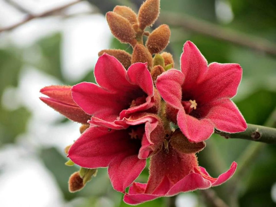 Flowering Tree Brachychiton Discolor Seedling - Etsy