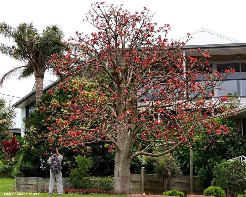 Flowering Tree Brachychiton Discolor Seedling - Etsy