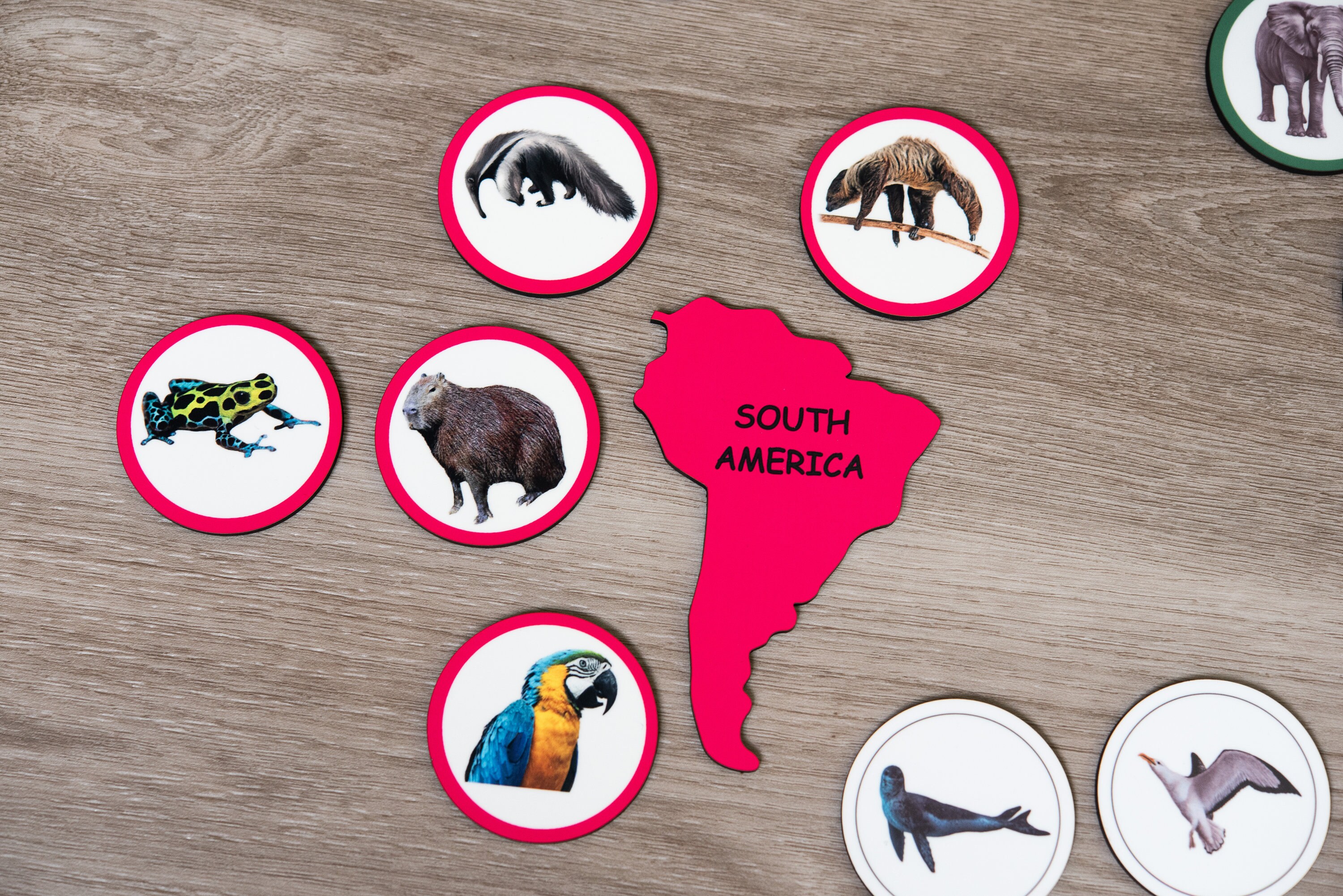 Montessori Geography Work Realistic Animal Photos Montessori Map Color ...