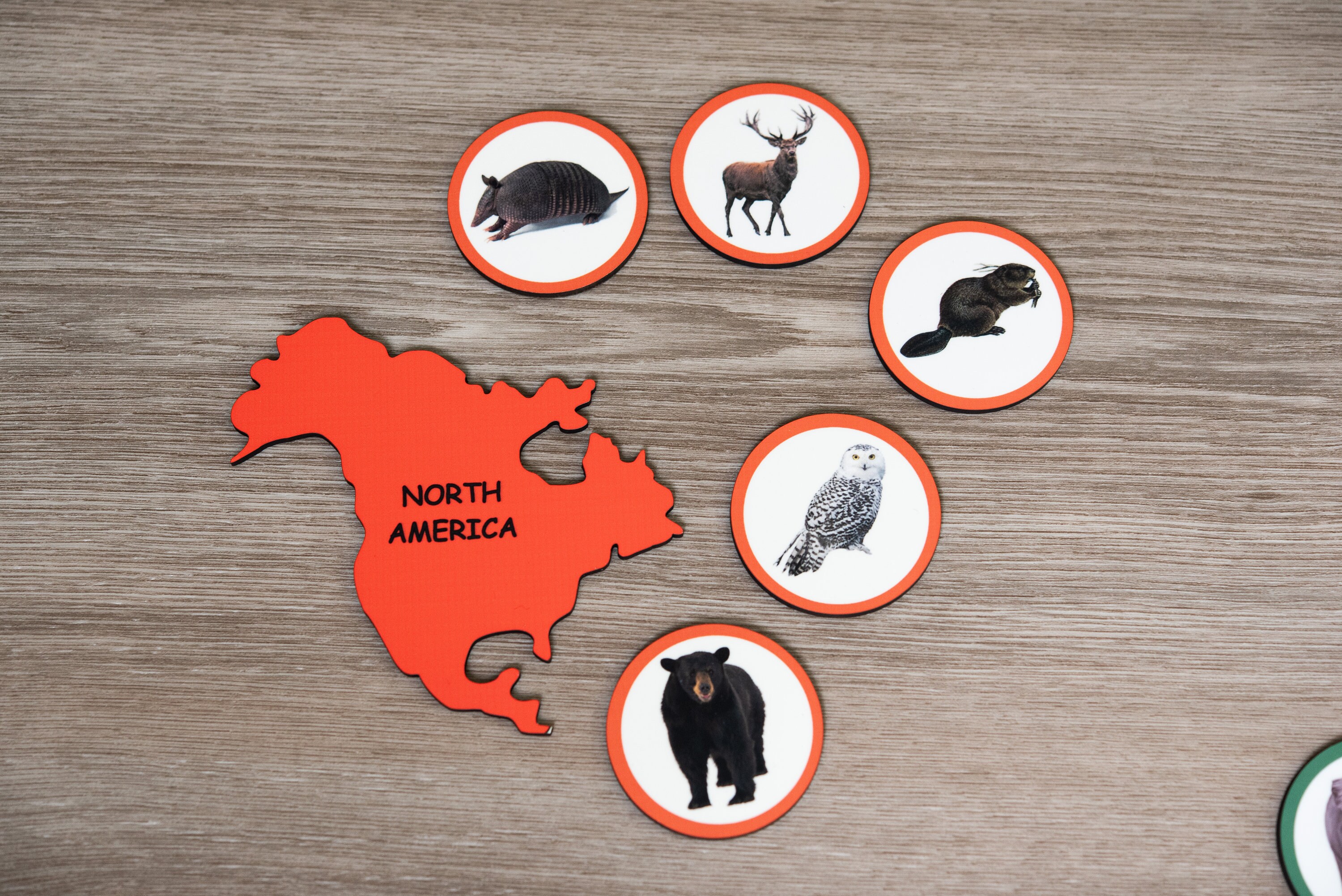 Montessori Geography Work Realistic Animal Photos Montessori Map Color ...