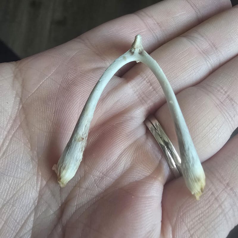 Real Wishbone - Etsy
