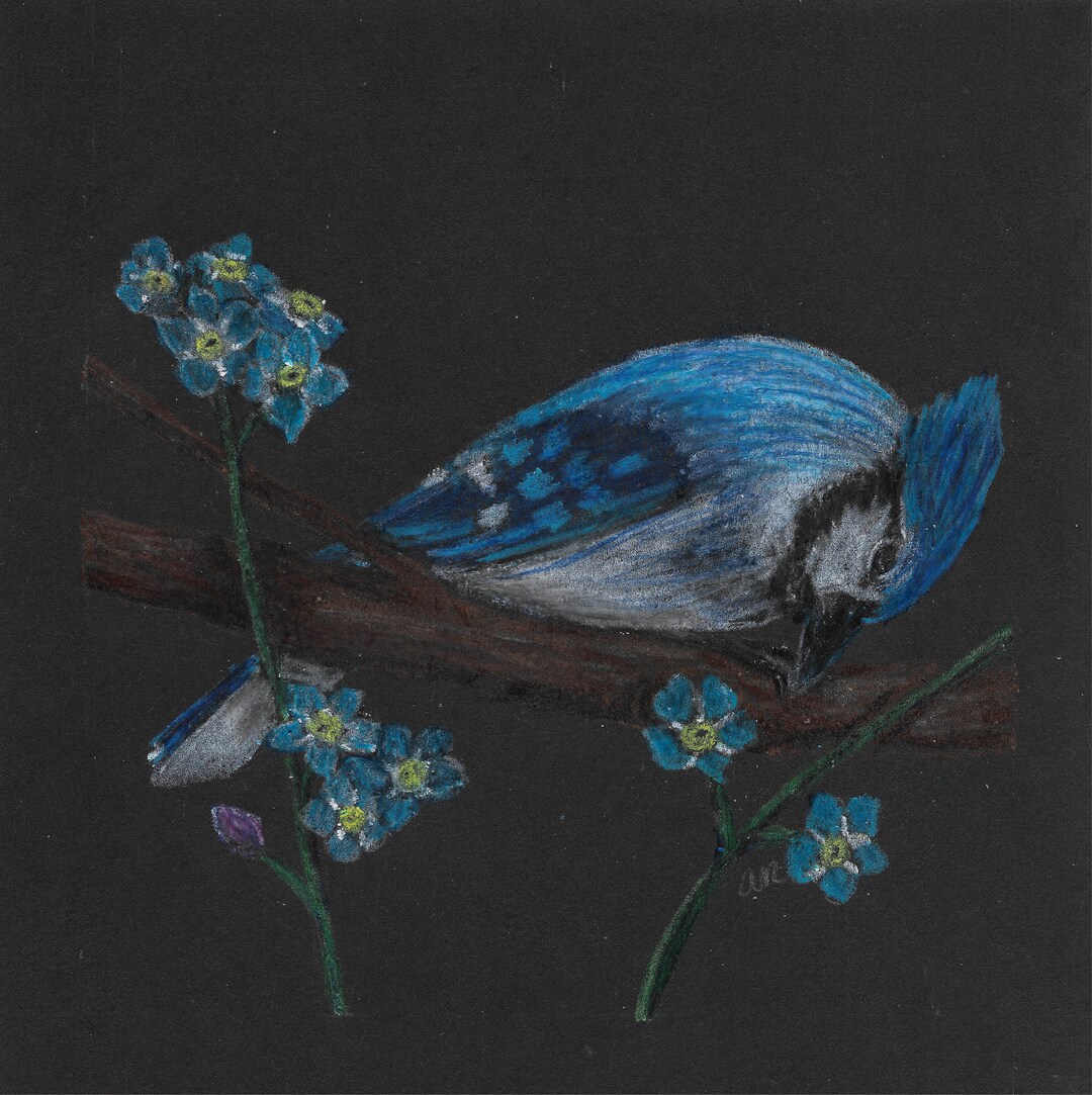 Perry Bluejays - Etsy