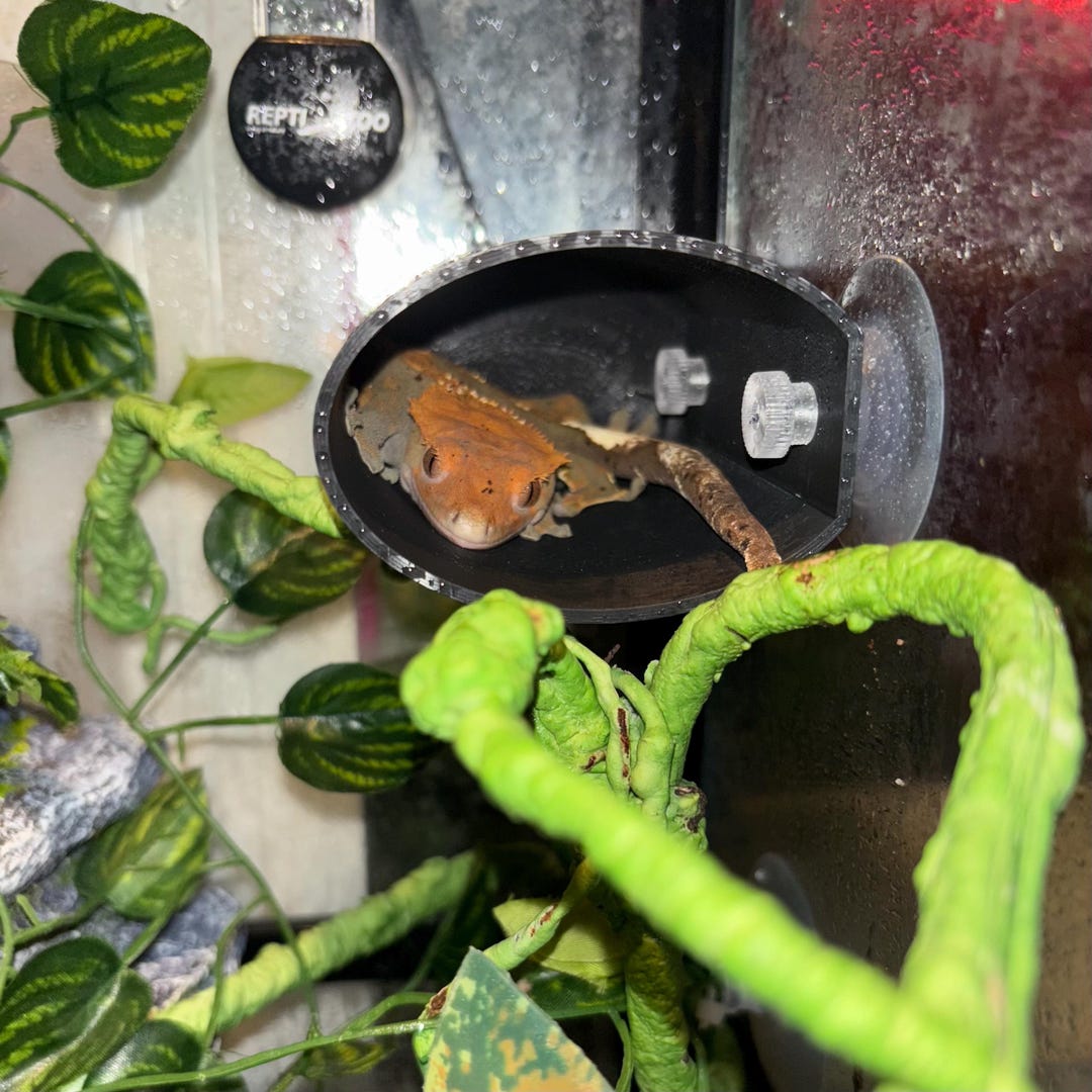 3D Printed Arboreal Reptile and Amphibian Hide – Ideal Shelter for ...