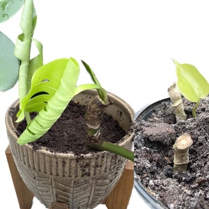 Monstera Plant | Monstera Clipping | Garden | Grow Your Own Plant ...