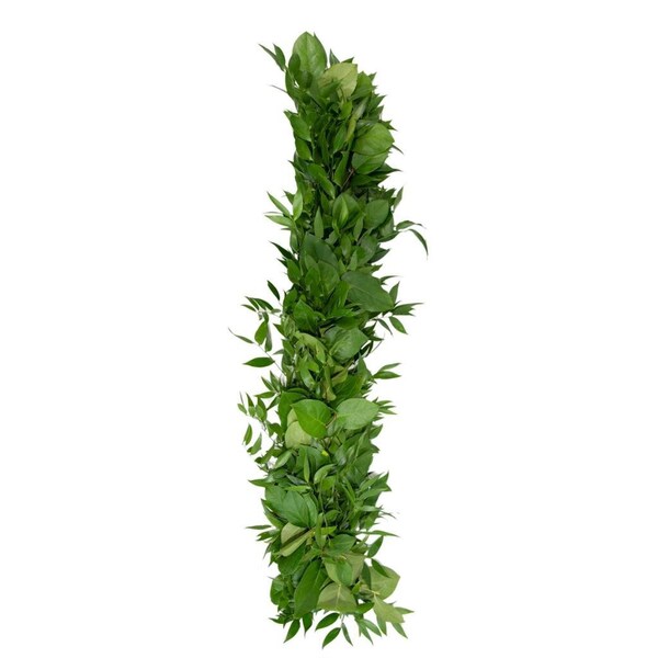 Italian Ruscus Garland - Etsy