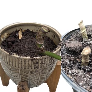 Monstera Plant | Monstera Clipping | Garden | Grow Your Own Plant ...