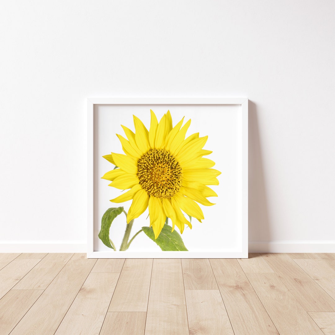Sunflower DIGITAL Photography Instant Download Fine Art - Etsy