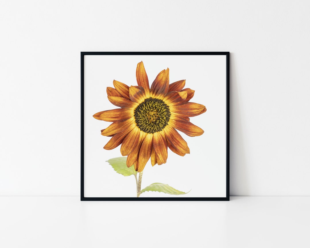 Sunflower DIGITAL Photography Instant Download, Fine Art Photography ...