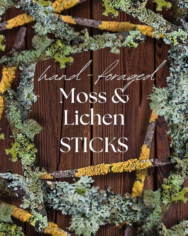 LIVE Hand Foraged Moss and Lichen STICKS - All Natural Moss and Lichen ...