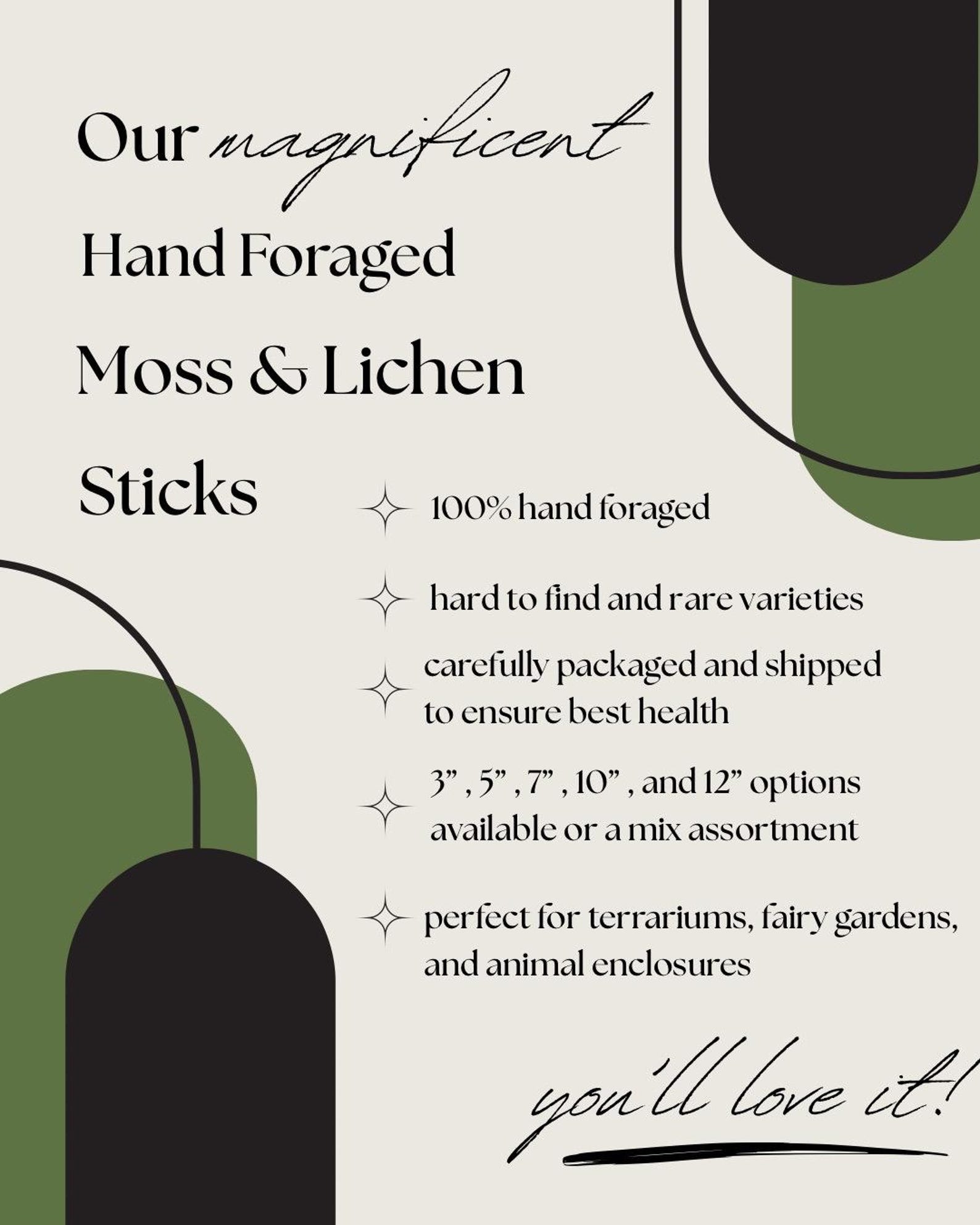 LIVE Hand Foraged Moss and Lichen STICKS - All Natural Moss and Lichen ...