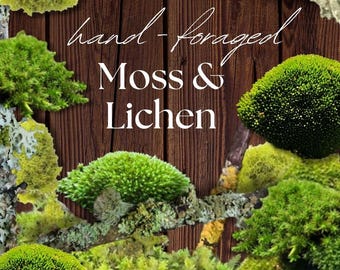LIVE Hand Foraged Moss and Lichen STICKS - All Natural Moss and Lichen ...