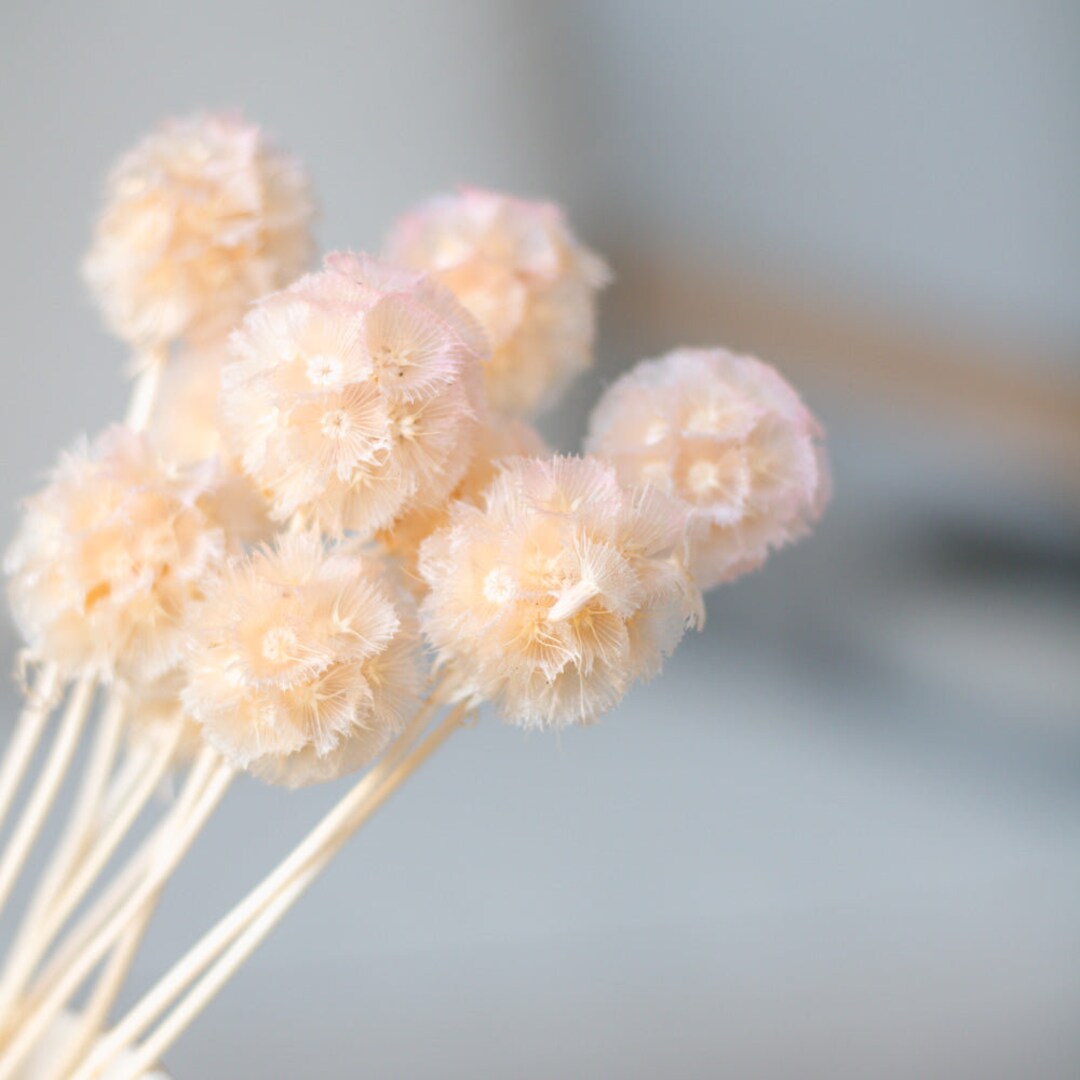 Dried Scabiosa 10 Pieces 35 Cm, Light Pink - Etsy