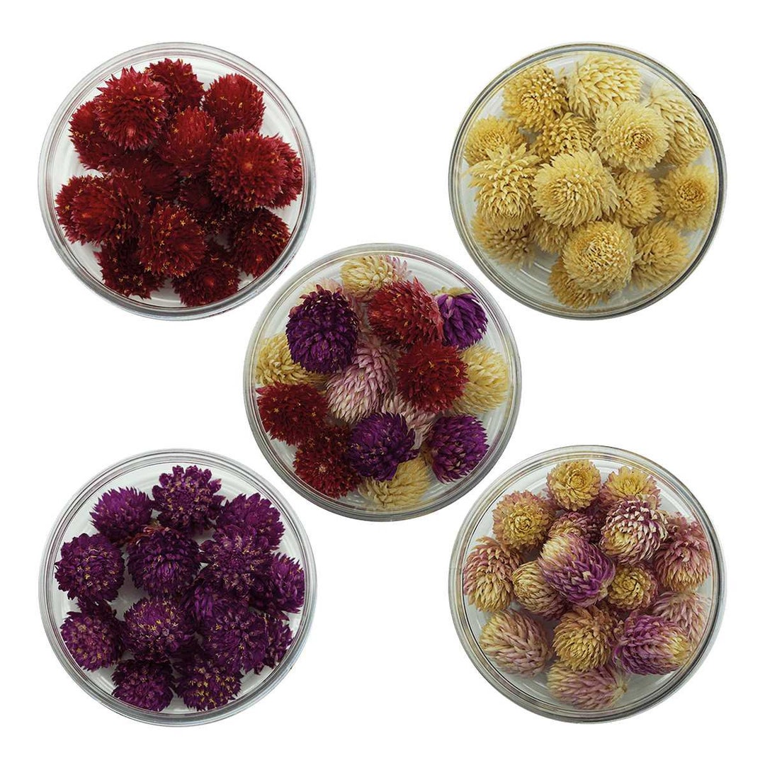Essbare Blüten kugelamarant 15 Stück 5 Farben - Etsy
