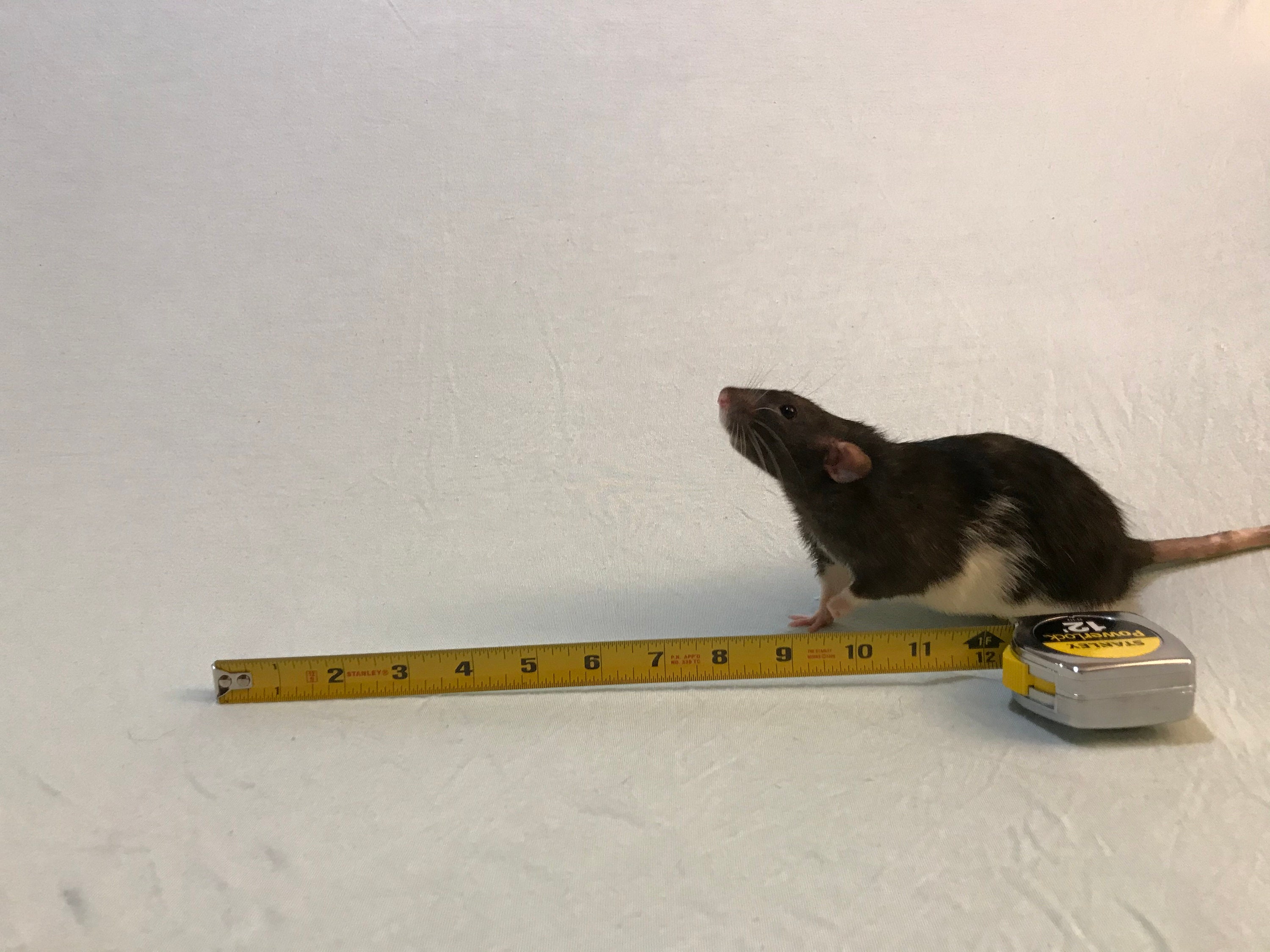 Fursuit Tails Made to Order - Etsy