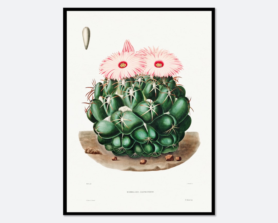 Elephants Tooth Cactus Botanical Flowers Vintage Wall Art Print ...