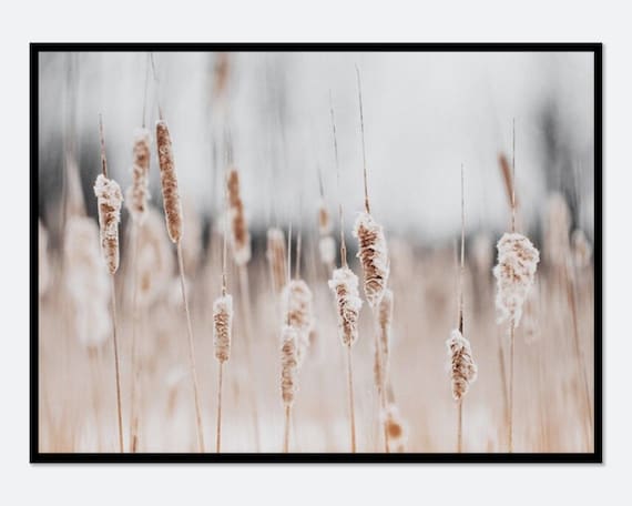Reed Plant Nature Photography Art Print Botanical Art | Etsy