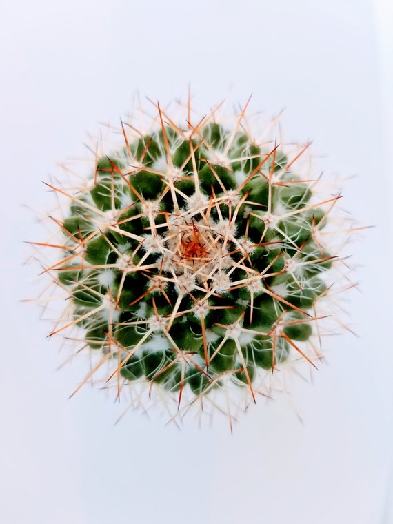 Silver Arrows Cacti Royal Cross Cacti Mammillaria | Etsy