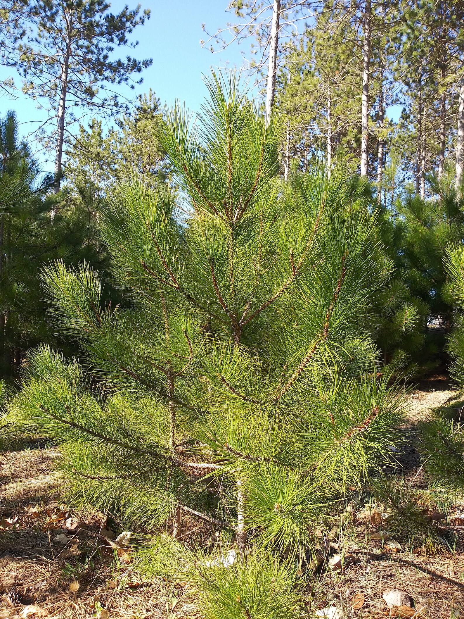 LIVE Red Pine Tree 23 to 29 Bare Root Tree | Etsy
