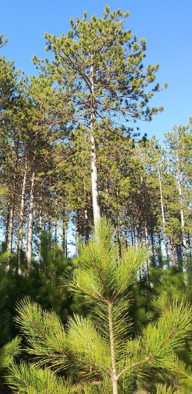 LIVE Red Pine Tree 17 to 23 Bare Root Tree | Etsy