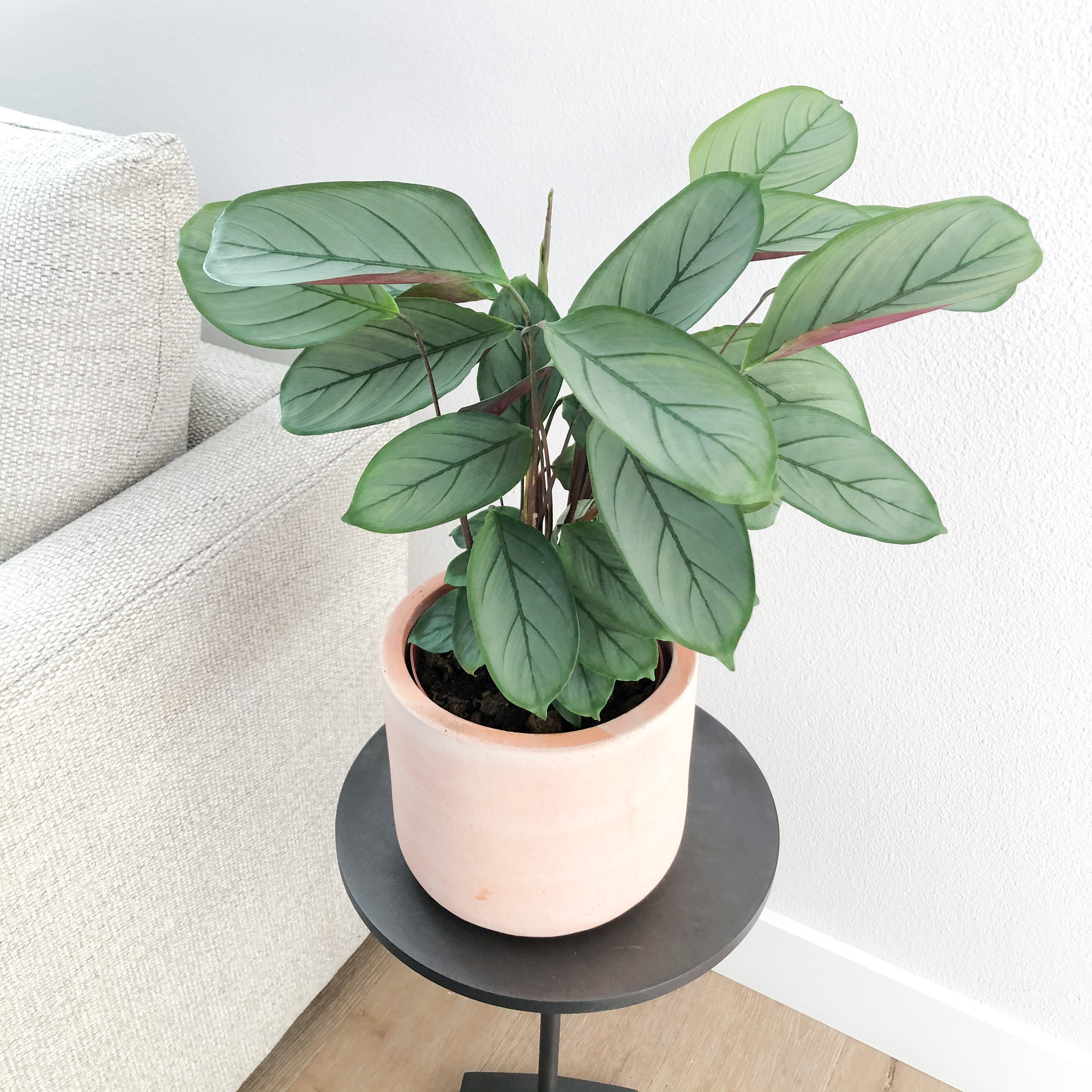 6 Calathea Setosa 'Grey Star Gardening & Plants Craft Supplies & Tools ...