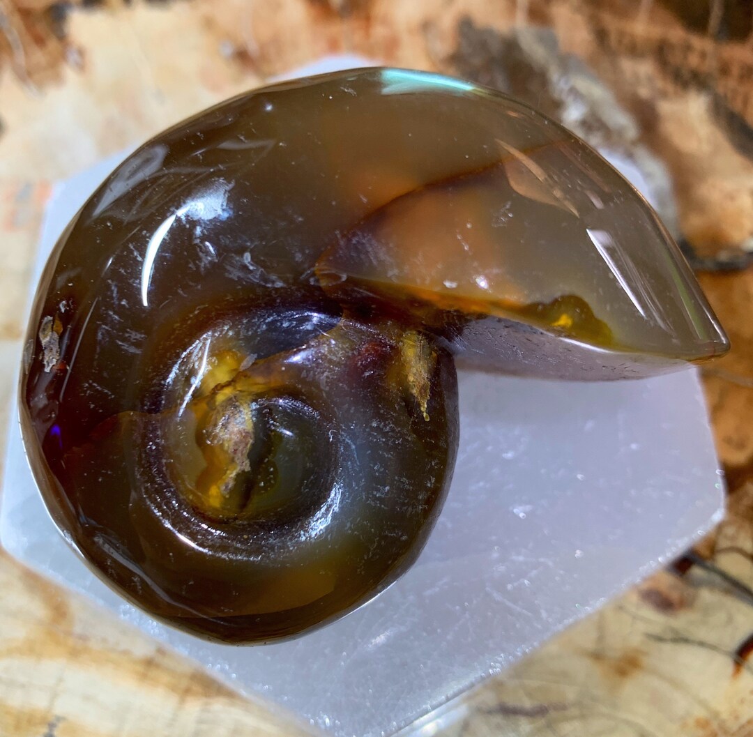 Brown Agate Sea Snail With Natural Geodes. 2.3" - Etsy