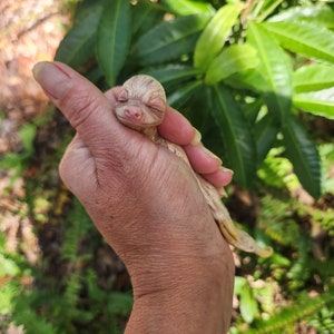 SQUISHY ! Silicone Baby Sloths, ! Realistic Sloth Babies up for ...