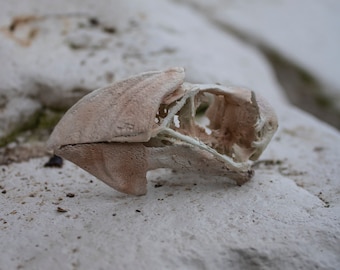 Puffin Model - Etsy