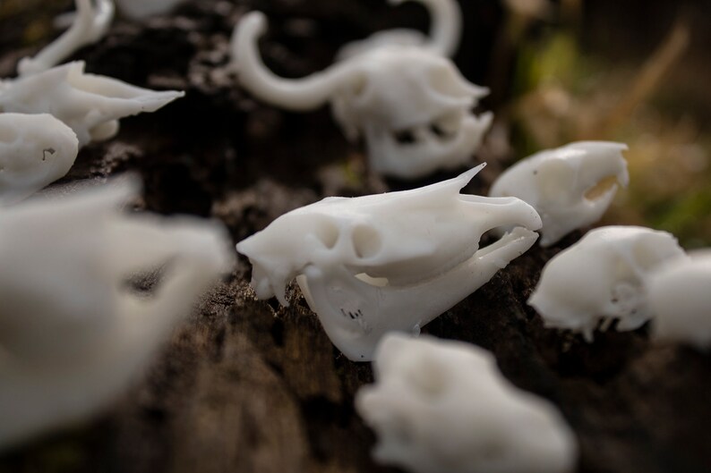 Bulk Orders: Tiny European Mammal Skulls - 3D Printed Miniature Resin ...