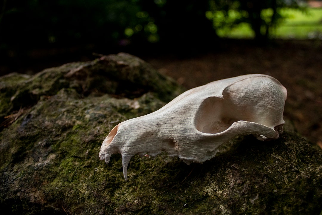 Fox Skull – 3D Printed Life-like Replica - Etsy