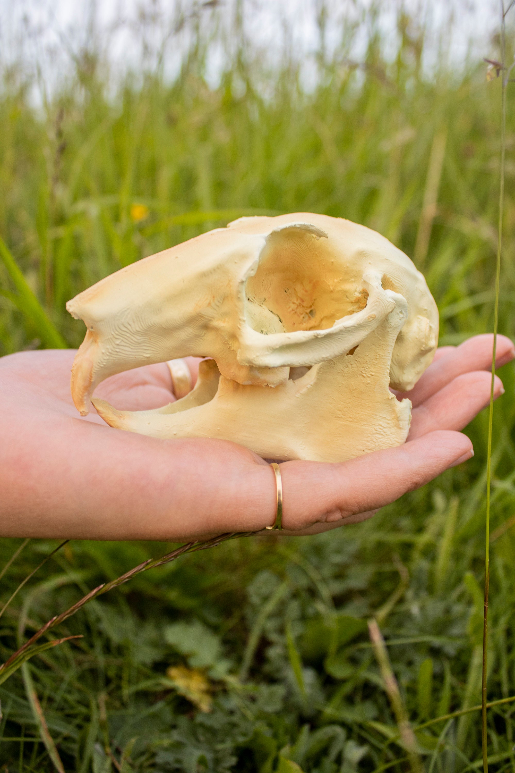 Hare Skull – Resin Life-like Replica - Etsy Australia