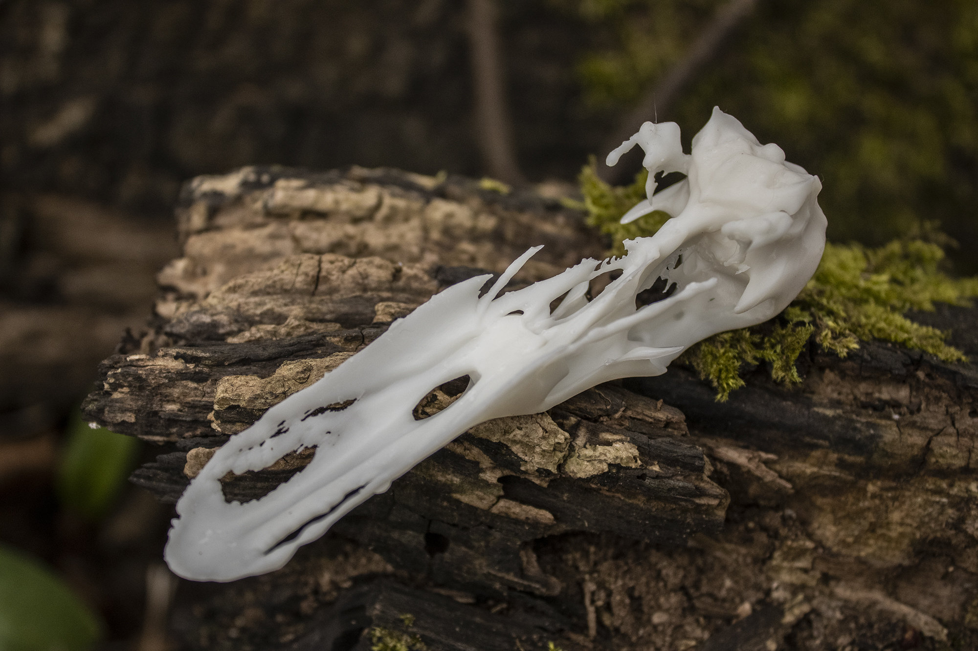 Mallard Duck Skull – Resin Life-like Replica - Etsy