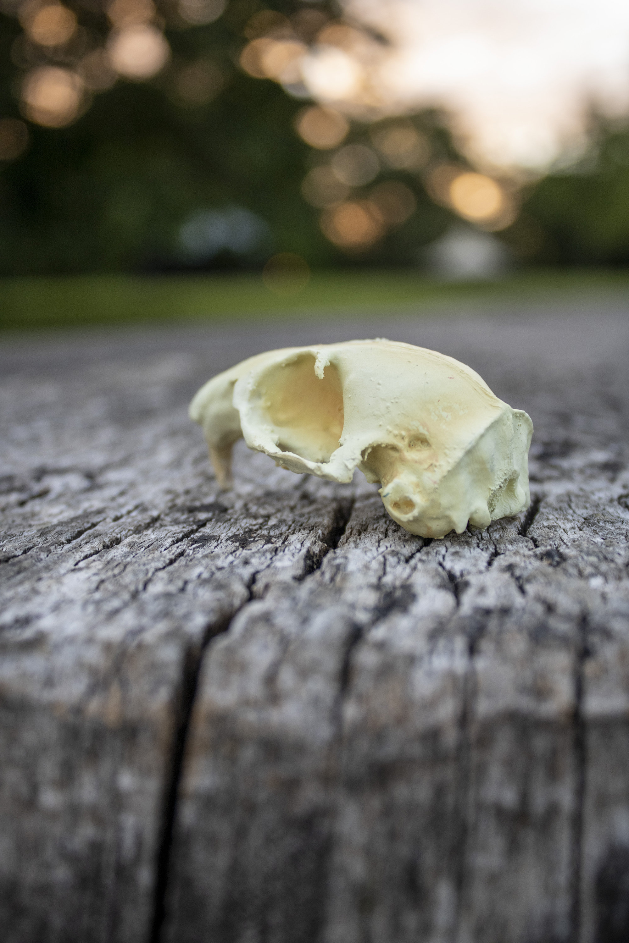 Anatomical Squirrel Skull Replica 3D Printed - Etsy UK